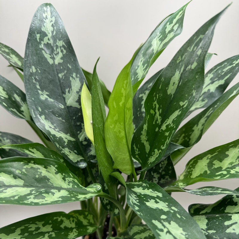 Chinese Evergreen Maria Plant - Etsy
