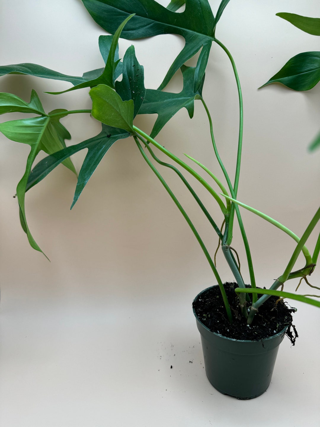 Philodendron Glad Hands 4 In. Pot House Plant Live Plant - Etsy