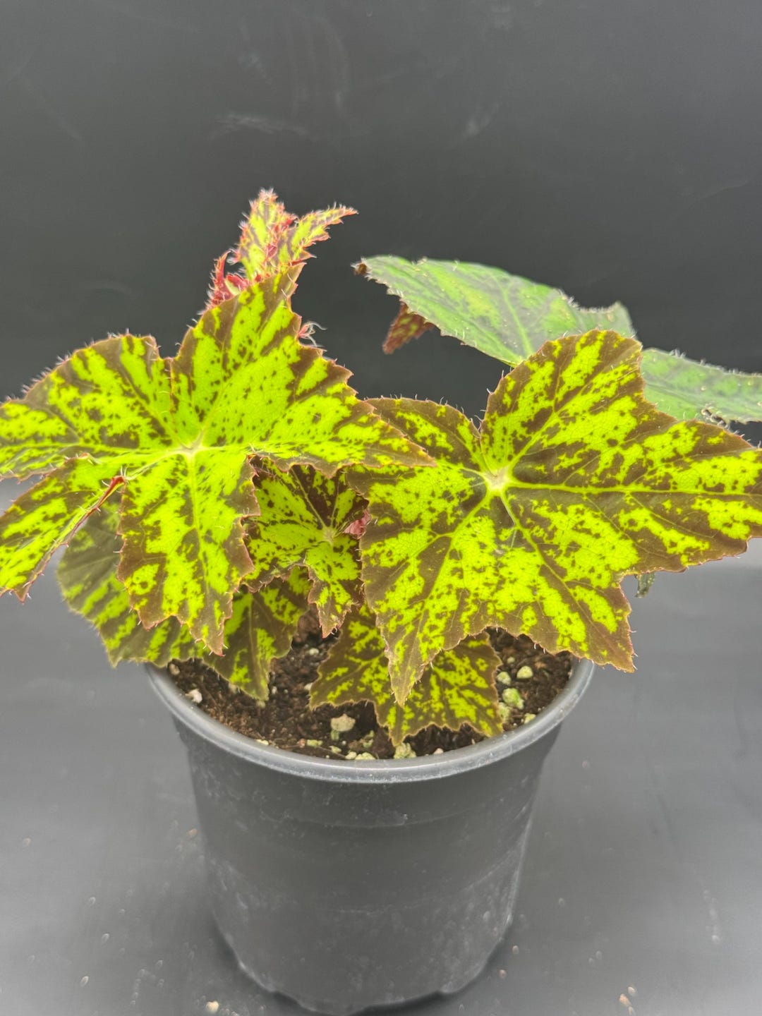 Begonia Geometry | 4 Inch Pot | House Plant | Live Plant | Decoration ...