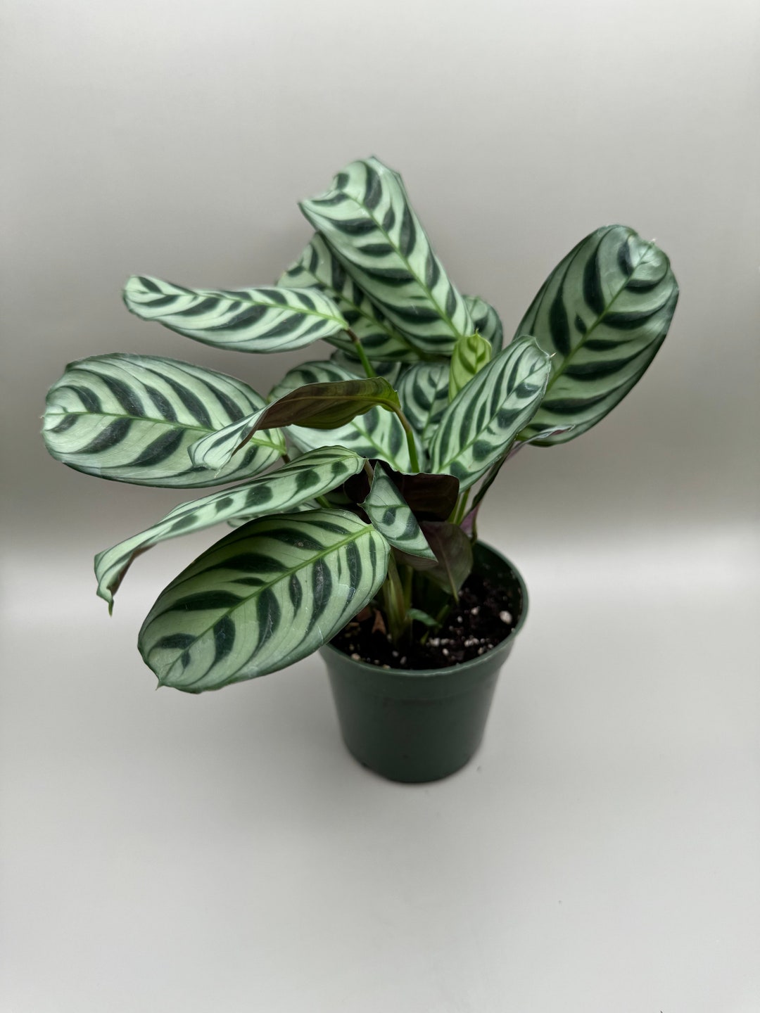 Calathea Burle Marx | 4 Inch Pot | House Plant | Live Plant ...