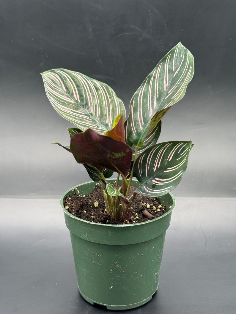 Calathea Ornata | 6 In. Pot | House Plant | Live Plant - Etsy
