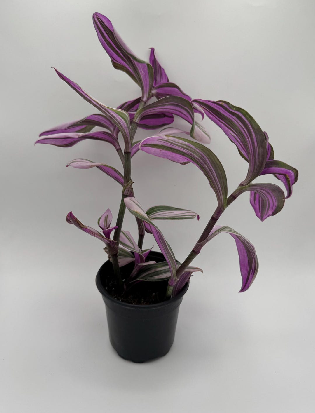 Tradescantia Nanouk | 4 Inch Pot | House Plant | Live Plant ...