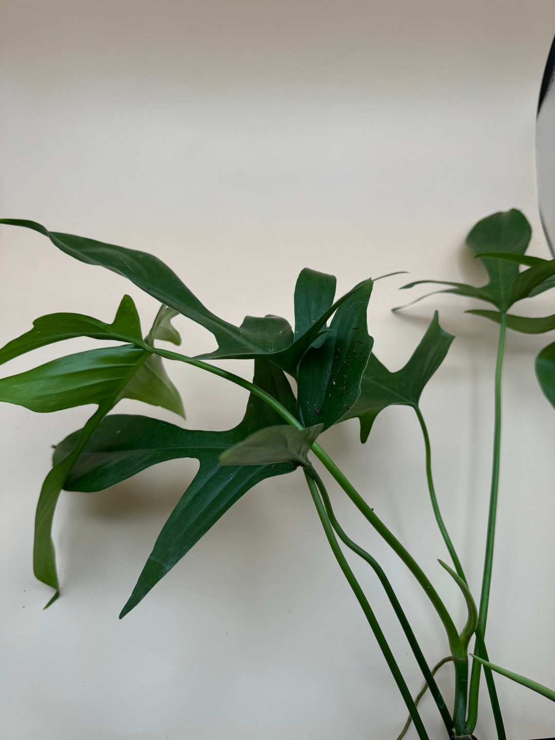 Philodendron Glad Hands | 4 In. Pot | House Plant | Live Plant - Etsy