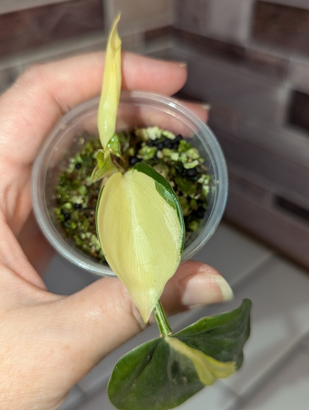Philodendron Gabby, Gabby Philo, Highly Variegated Gabby - Etsy