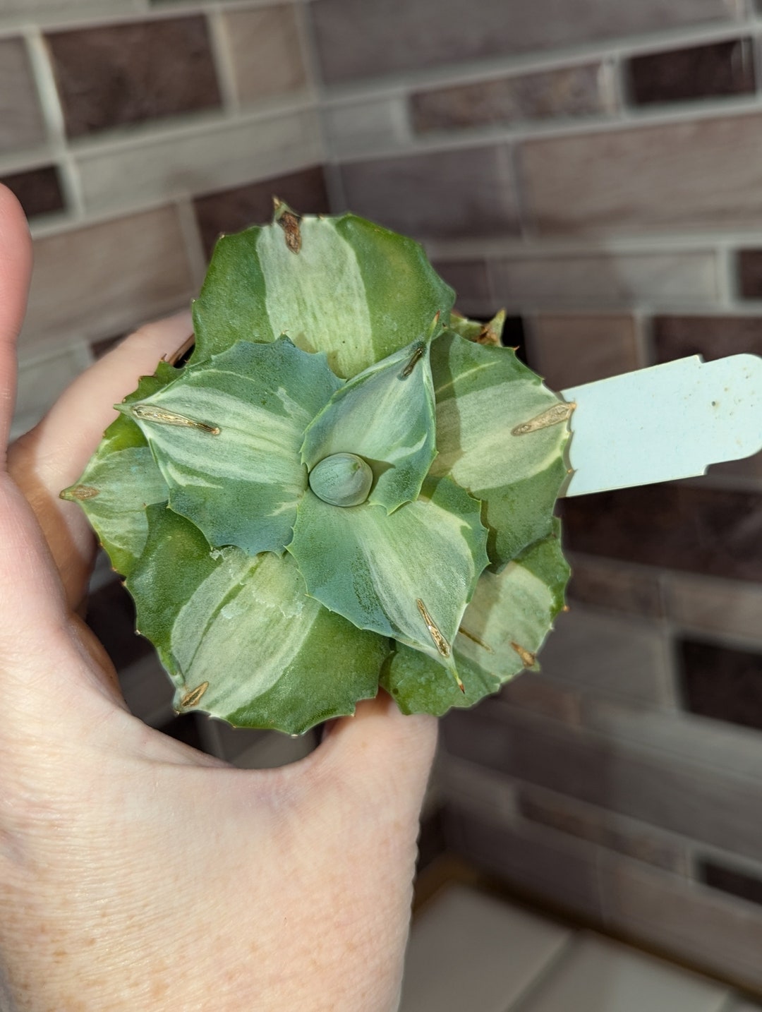 Agave Isthmensis, Ohi Raijin Shiro Nakafu, White Centered-thunder Queen ...