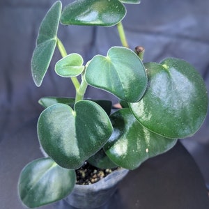 Peperomia Incana, Felted Peperomia, Fuzzy, Soft Hairy Leaves. Fast ...