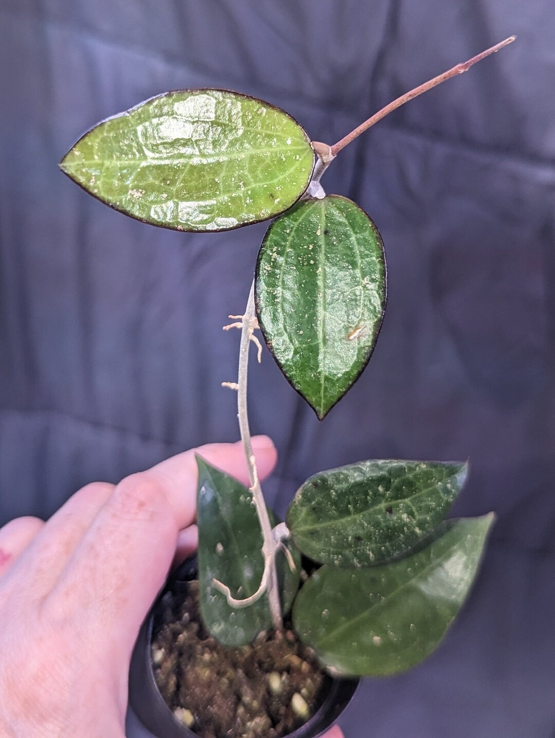 Hoya Parasitica Black Margin, Wax Plant - Etsy