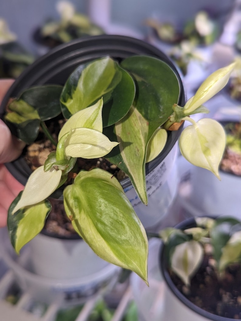 Cream Splash Philodendron, Highly Variegated, Philo Tricolor, Super ...