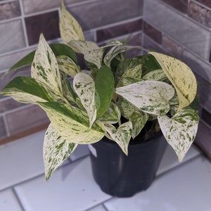 Epipremnum Snow Queen Pothos, Devils Ivy, Variegated, White Pothos - Etsy