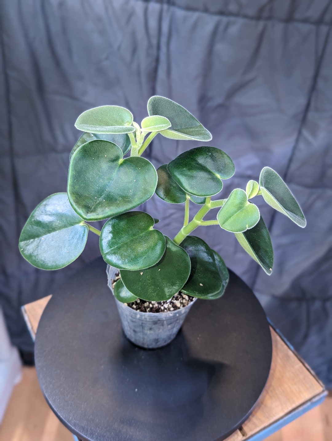 Peperomia Incana, Felted Peperomia, Fuzzy, Soft Hairy Leaves. Fast ...