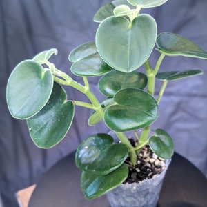 Peperomia Incana, Felted Peperomia, Fuzzy, Soft Hairy Leaves. Fast ...