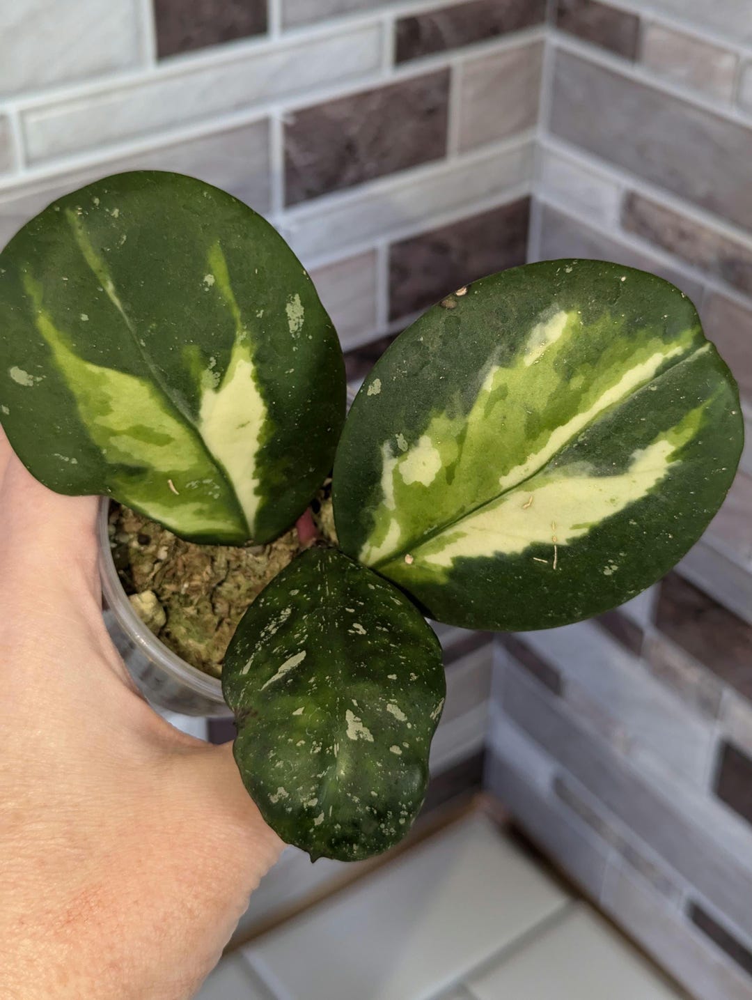 Variegated Hoya Obovata, Inner Variegated, Vining Hoya Plant - Etsy