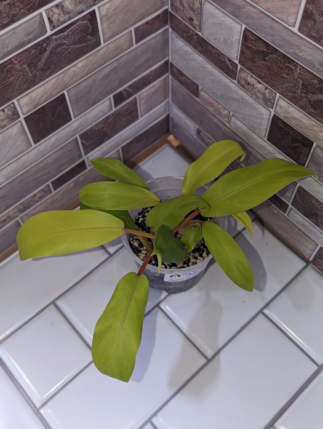 Golden Goddess Philodendron, Neon Philodendron, Lemon Lime Philo - Etsy