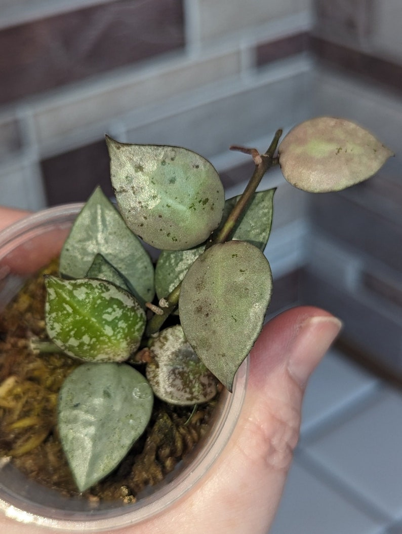 Hoya Krohniana Super Silver, Small Leaf Hoya, Splash - Etsy