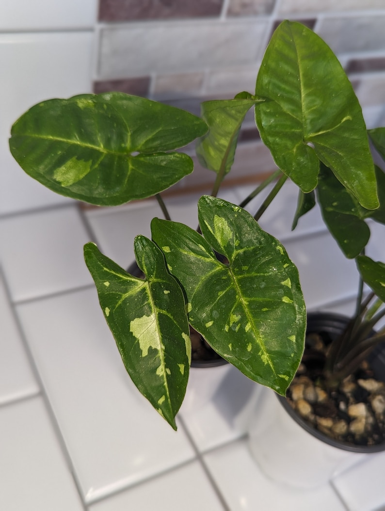 Syngonium Panda Galaxy, Arrow Head Vine, Nephthytis Plant - Etsy