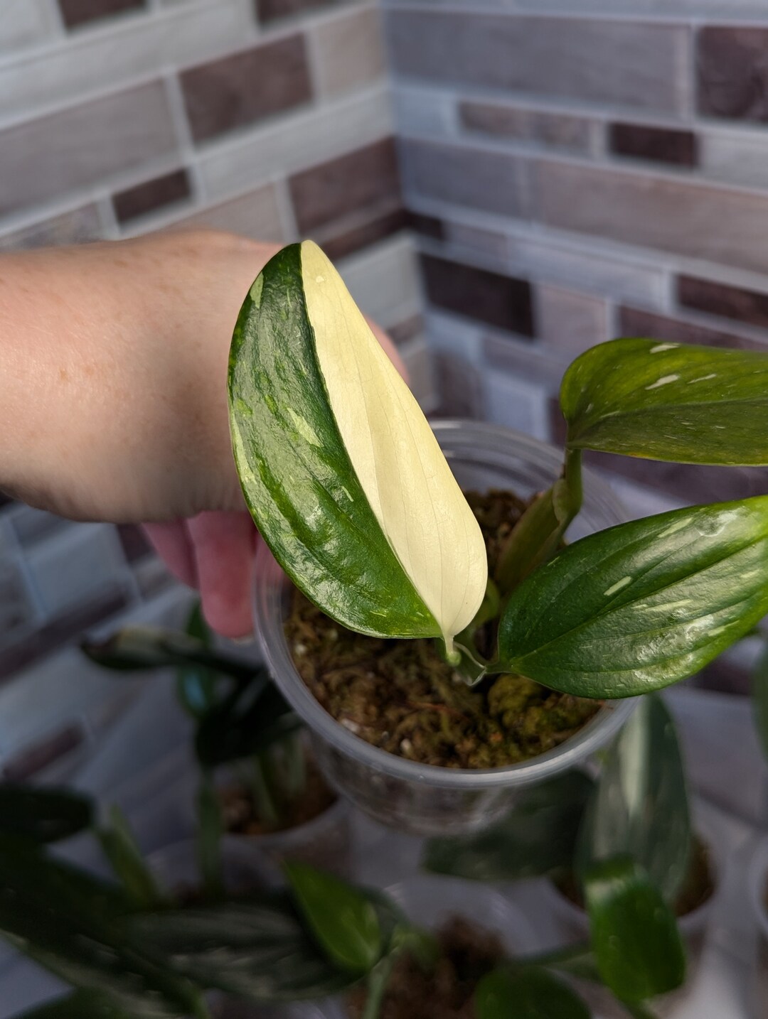Monstera Standleyana Albo, Long Leaf Monstera, Variegated Monstera - Etsy