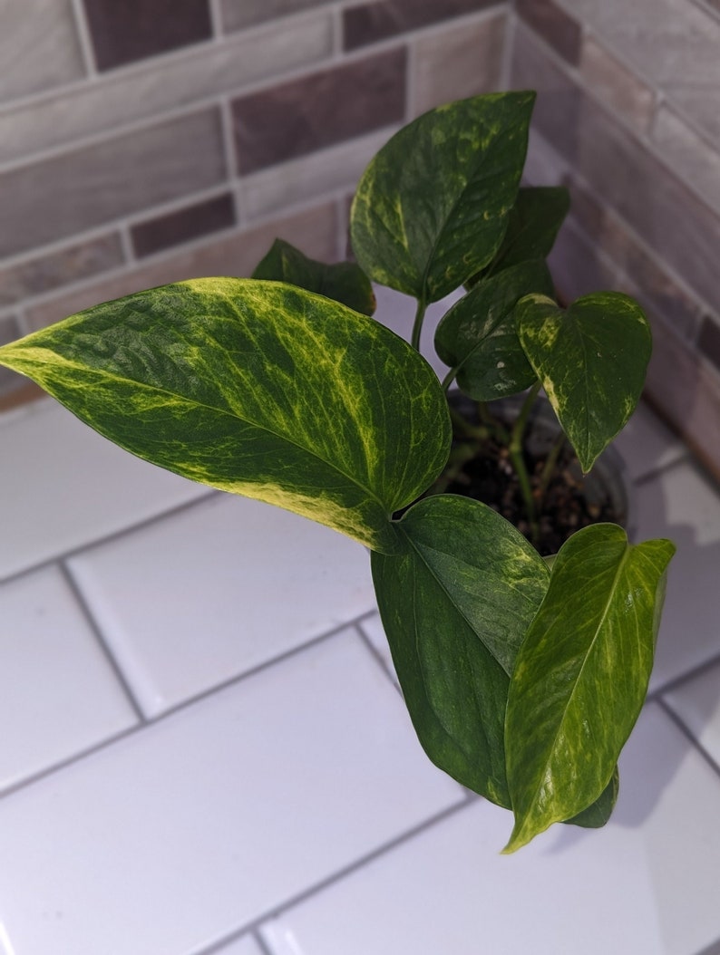 Epipremnum Variegated Neon. New Cultivar Pothos Plant. Uncommon, Fast ...