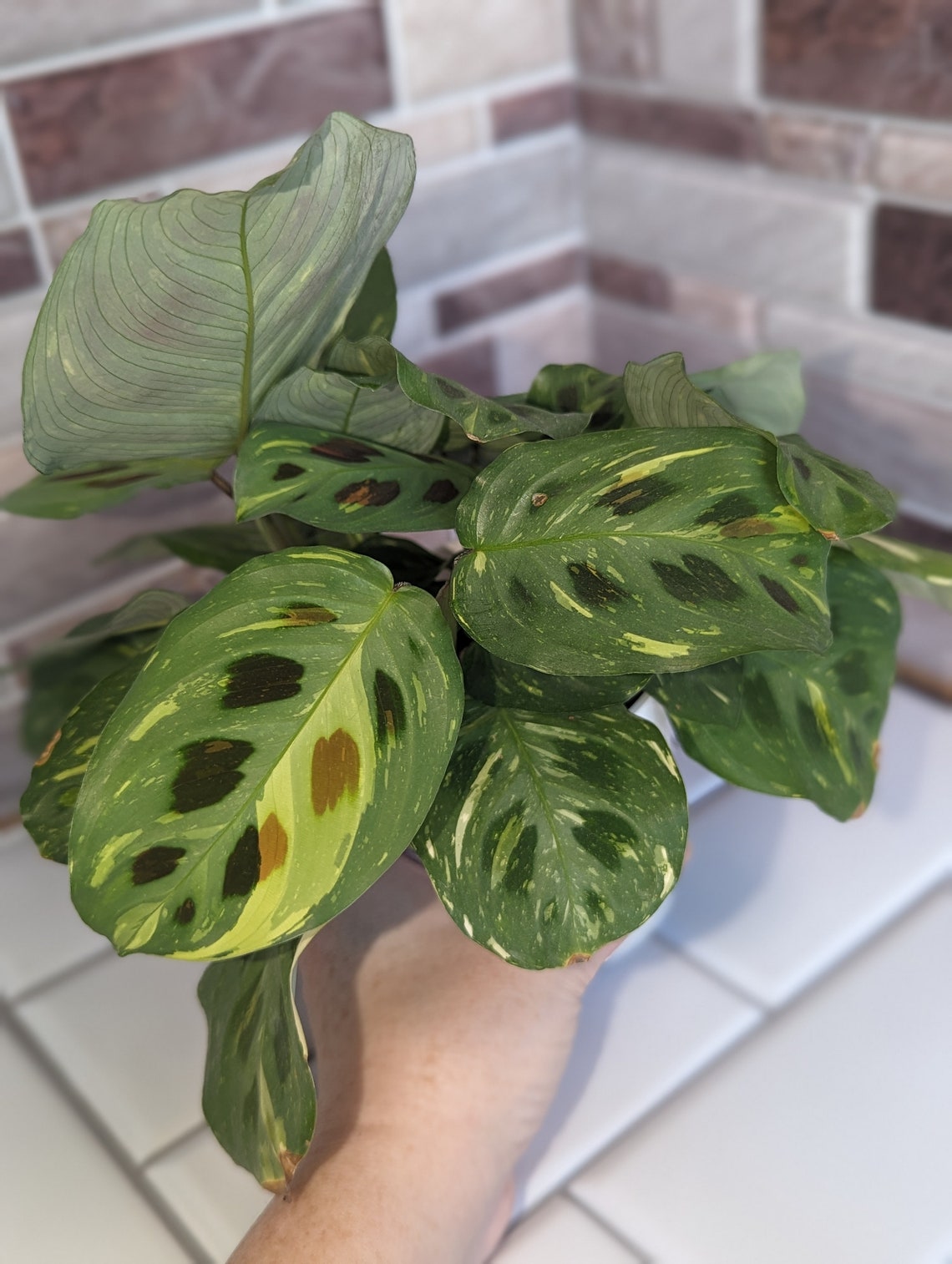 Maranta Beauty Kim, Variegated Rabbits Foot, Prayer Plant - Etsy