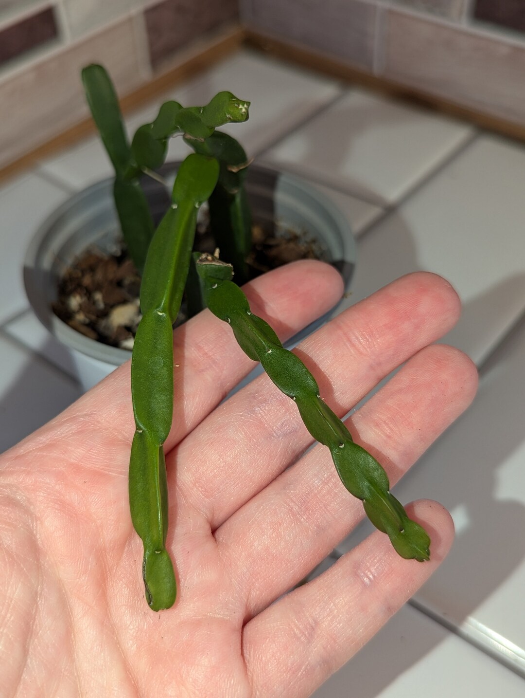 True Rhipsalis Paradoxa, Jungle Cactus, Twisty Cactus, Rare, Epiphyllum ...