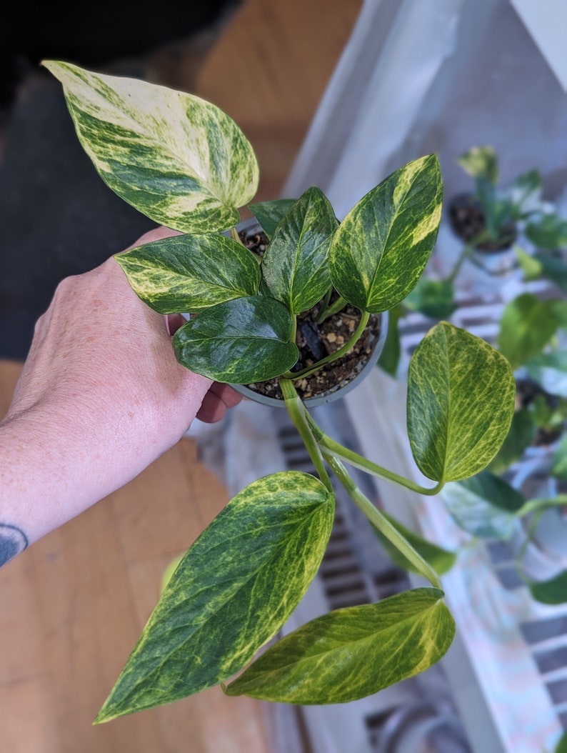 Epipremnum Variegated Neon. New Cultivar Pothos Plant. Uncommon, Fast ...