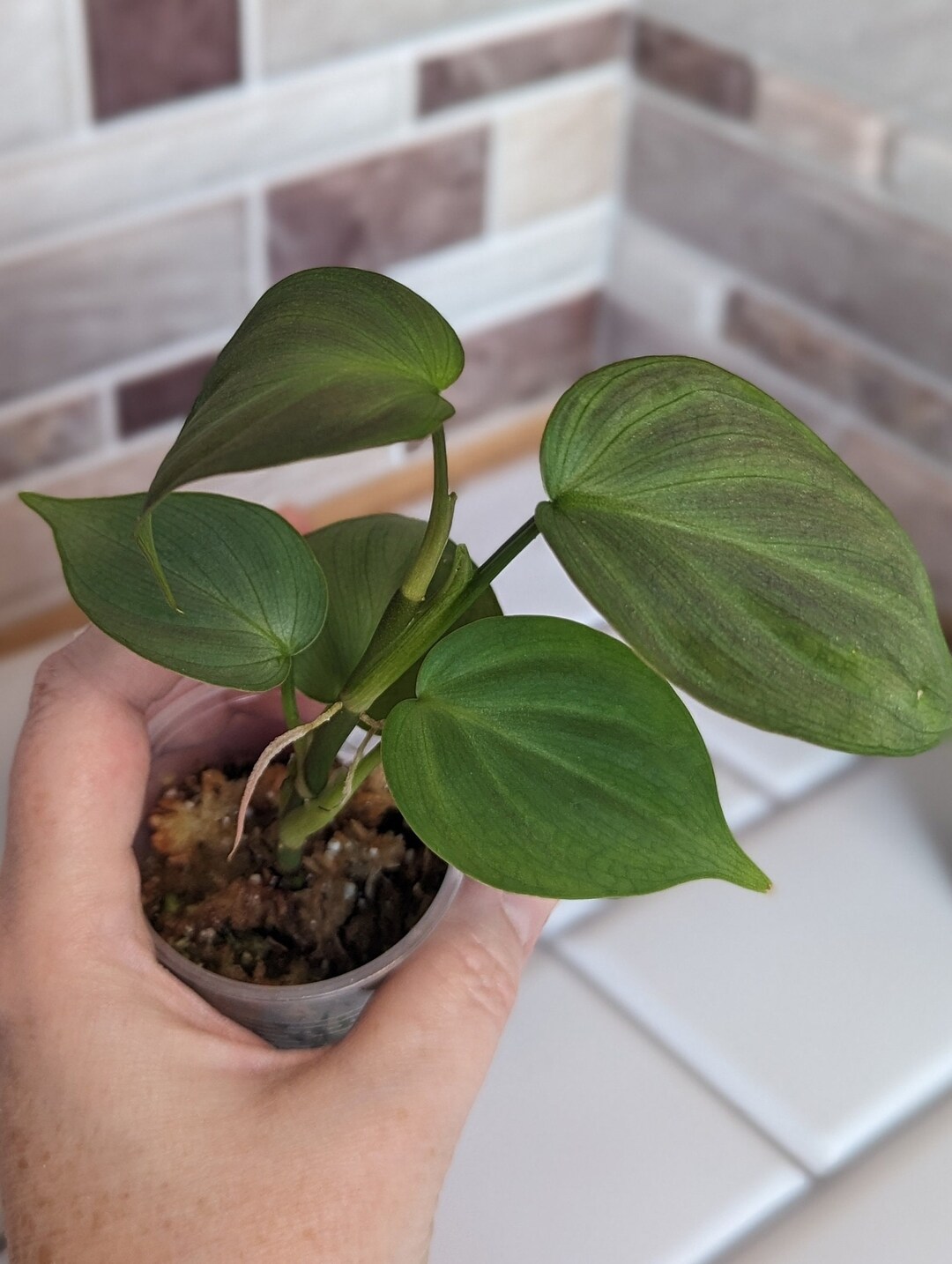Philodendron Camposportoanum, Philo Campo, Fast Growing Lime Green ...