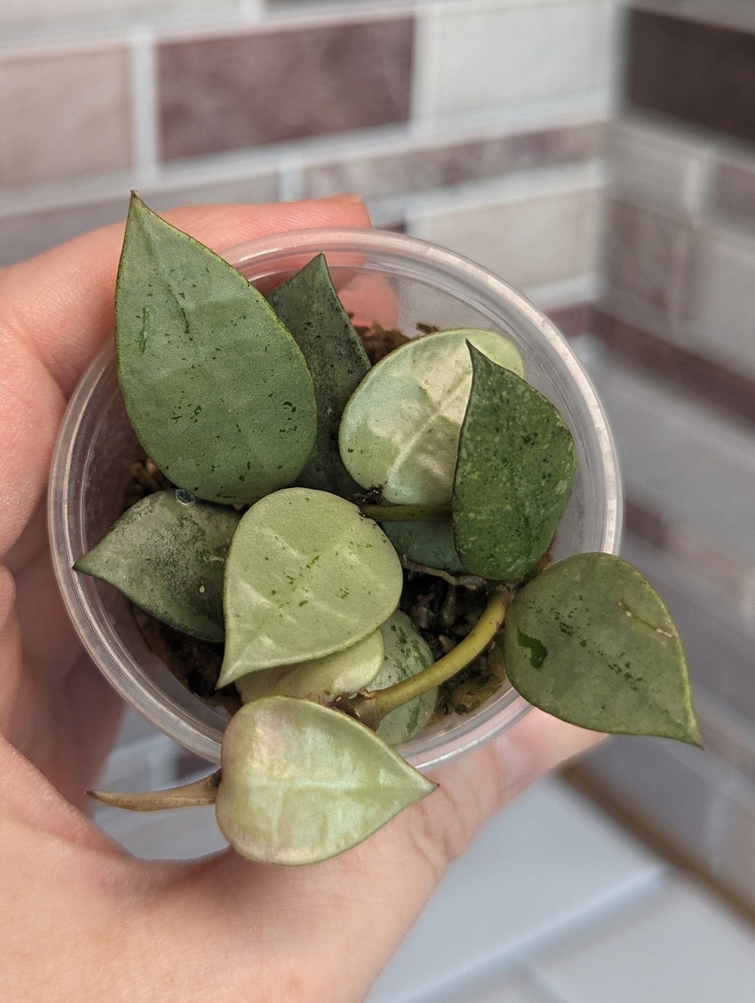 Hoya Krohniana Super Silver, Small Leaf Hoya, Splash - Etsy