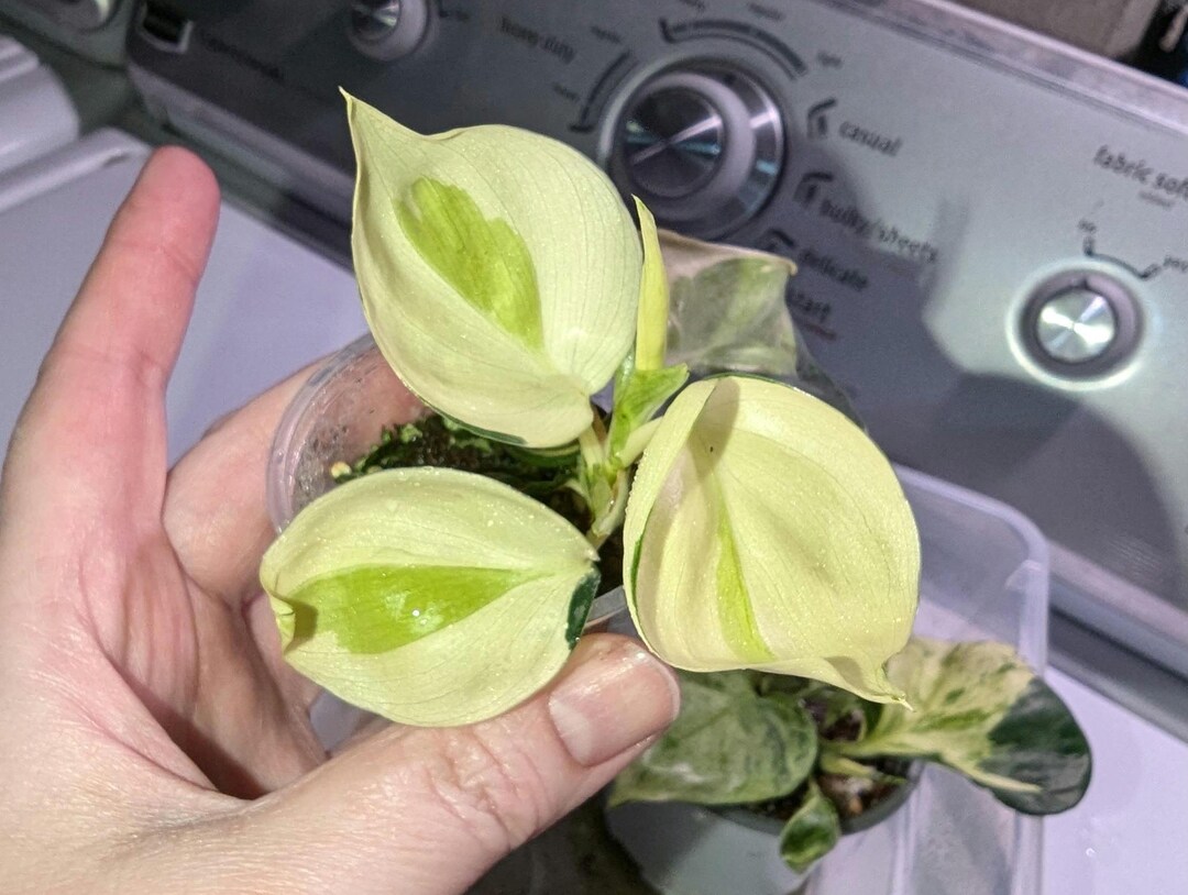 Gabby, Philodendron, Philo, Highly Variegated, Creamy Plant, Brazil ...
