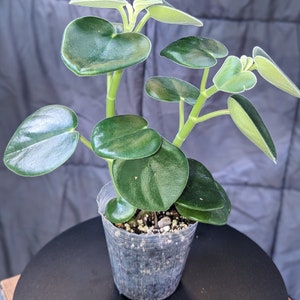 Peperomia Incana, Felted Peperomia, Fuzzy, Soft Hairy Leaves. Fast ...