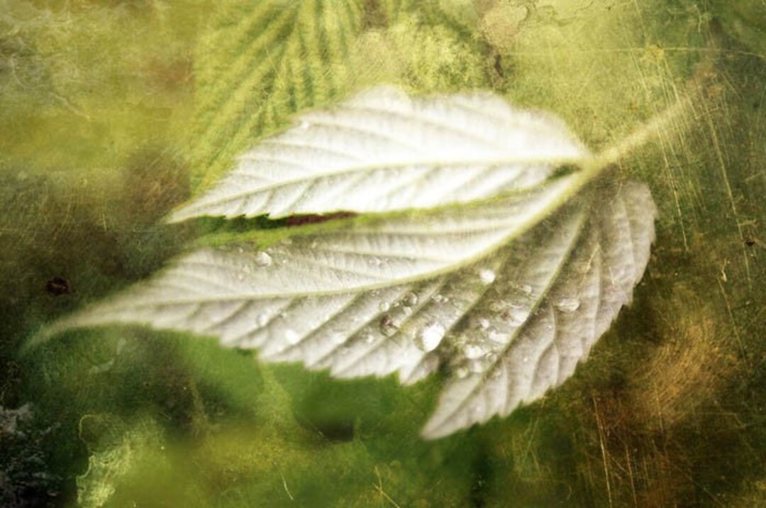 Still Life Photography Nature Green Leaf Fine Art Photography Home ...