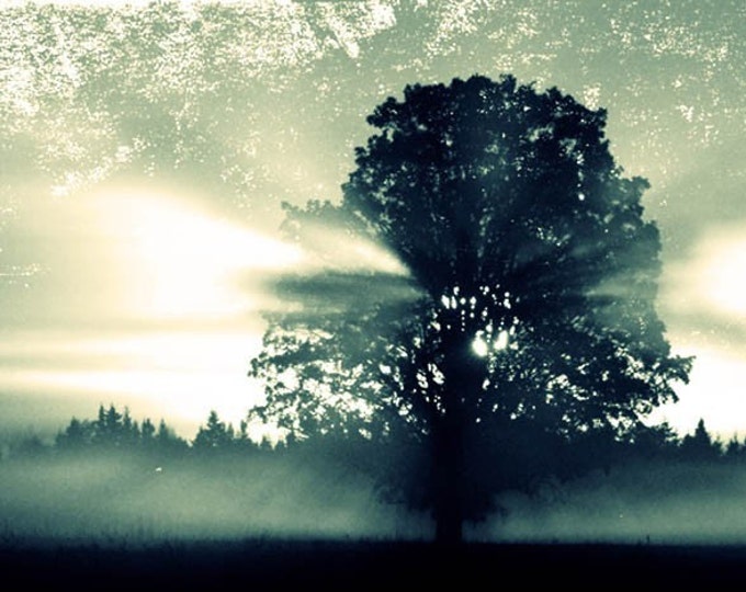 Landscape Fine Art Photography Blue Tree Print Sunrise 4x6 - Etsy