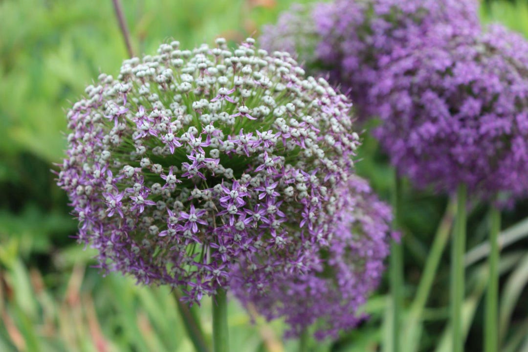 Purple Giant Alliums Photo - Nature Photography Digital Print - Etsy