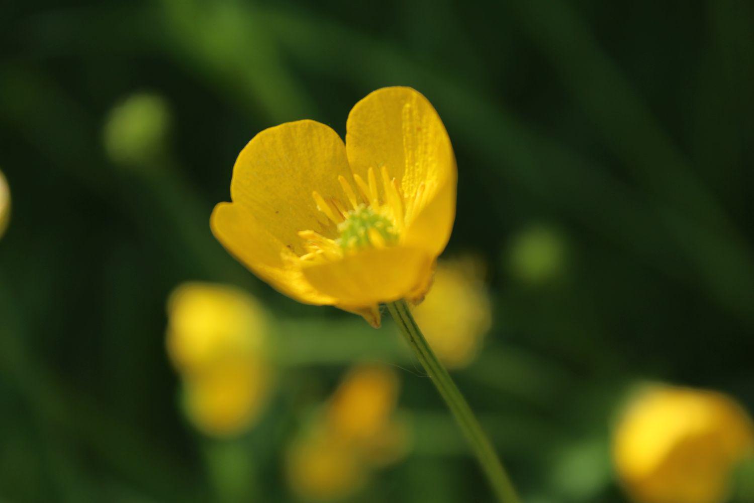 Buttercups Photo Bundle - Digital Prints - Etsy