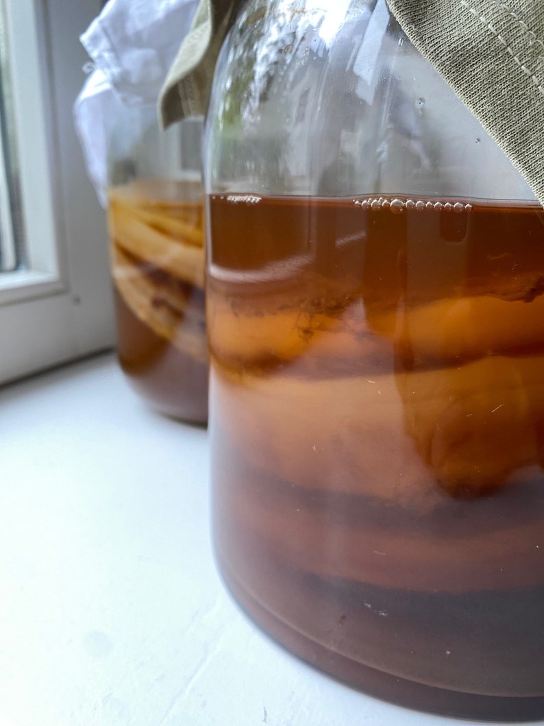 Kombucha Scoby - Etsy