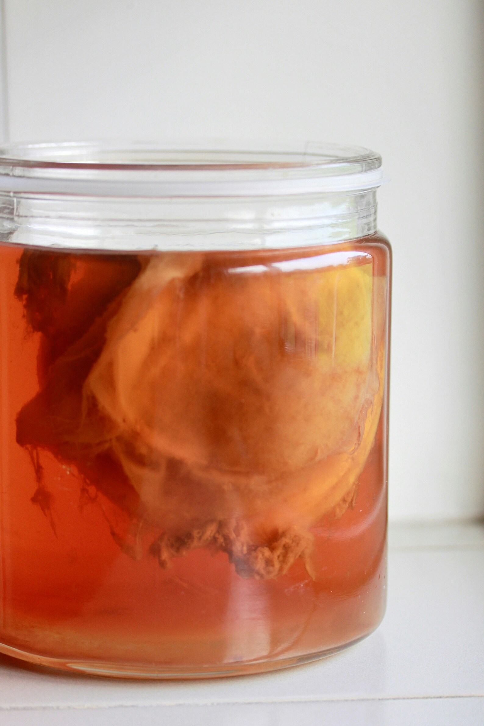 Jun Kombucha Scoby - Etsy