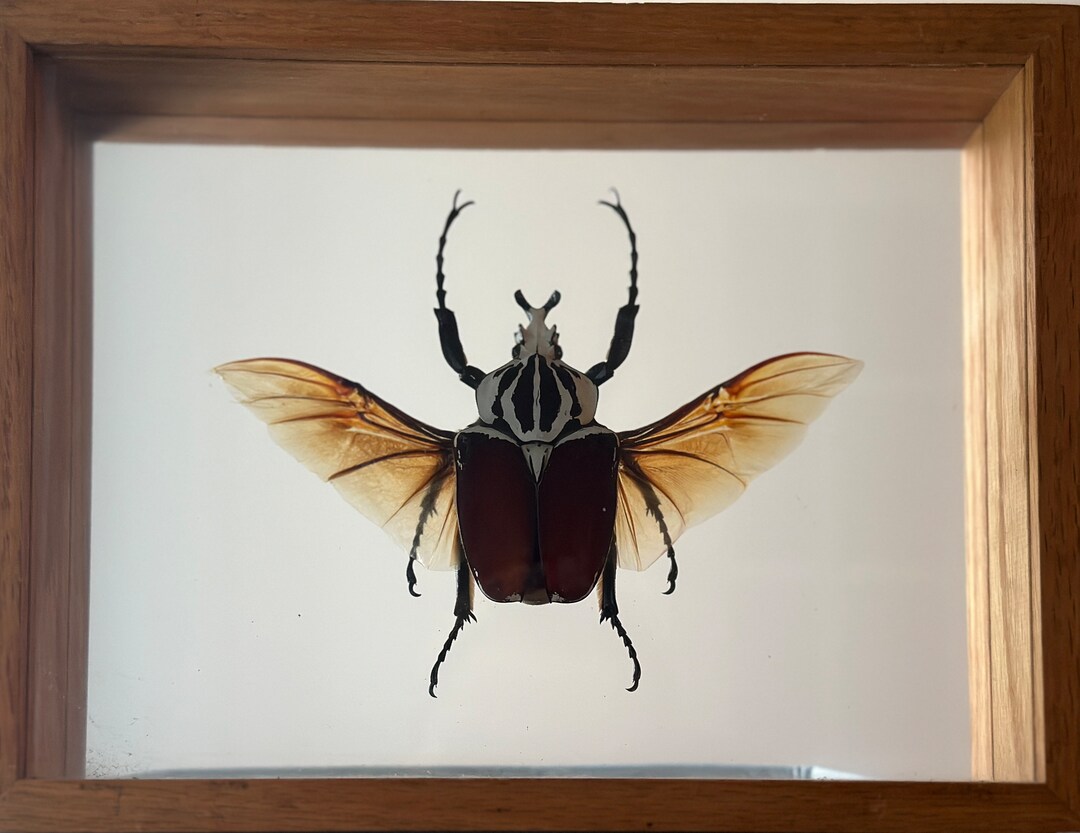 Goliath Beetle Goliathus Goliatus Insect Entomology Double Glass ...