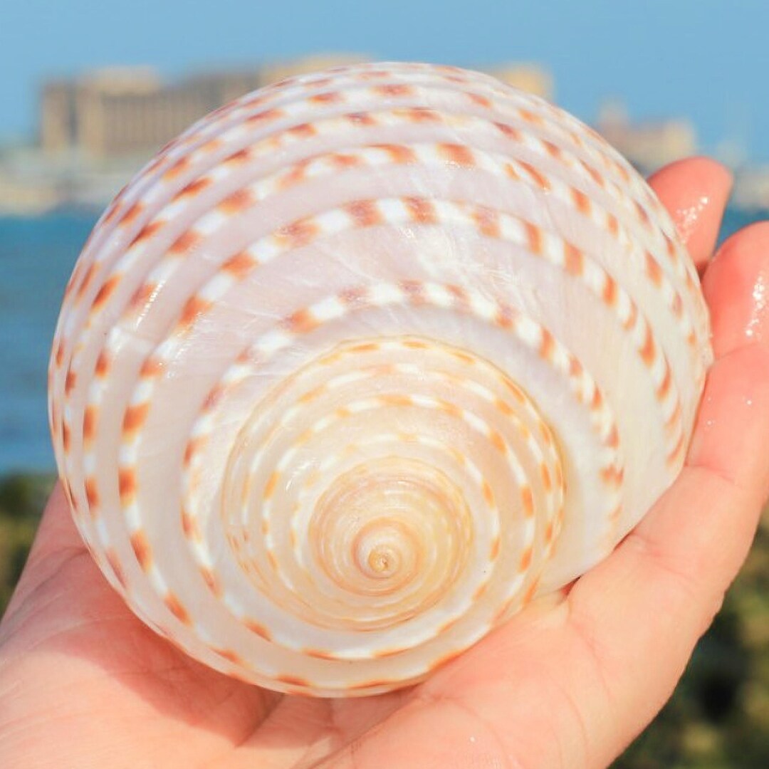 Natural Seashell, Conch, Spiral Shell, Spotted Tun, Sea Shell, Conch ...
