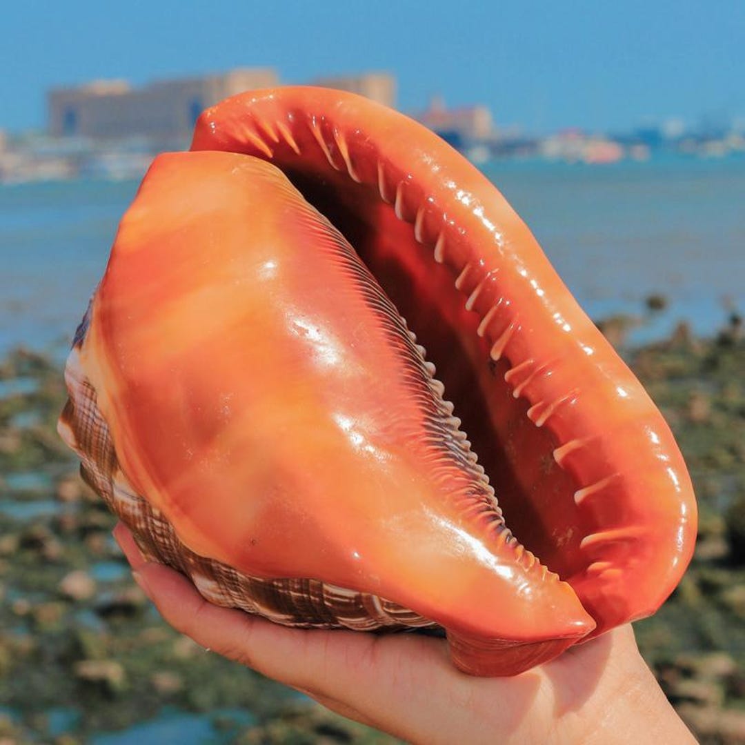 Natural Large Conch, Seashell, Bull Mouth Helmet - Etsy