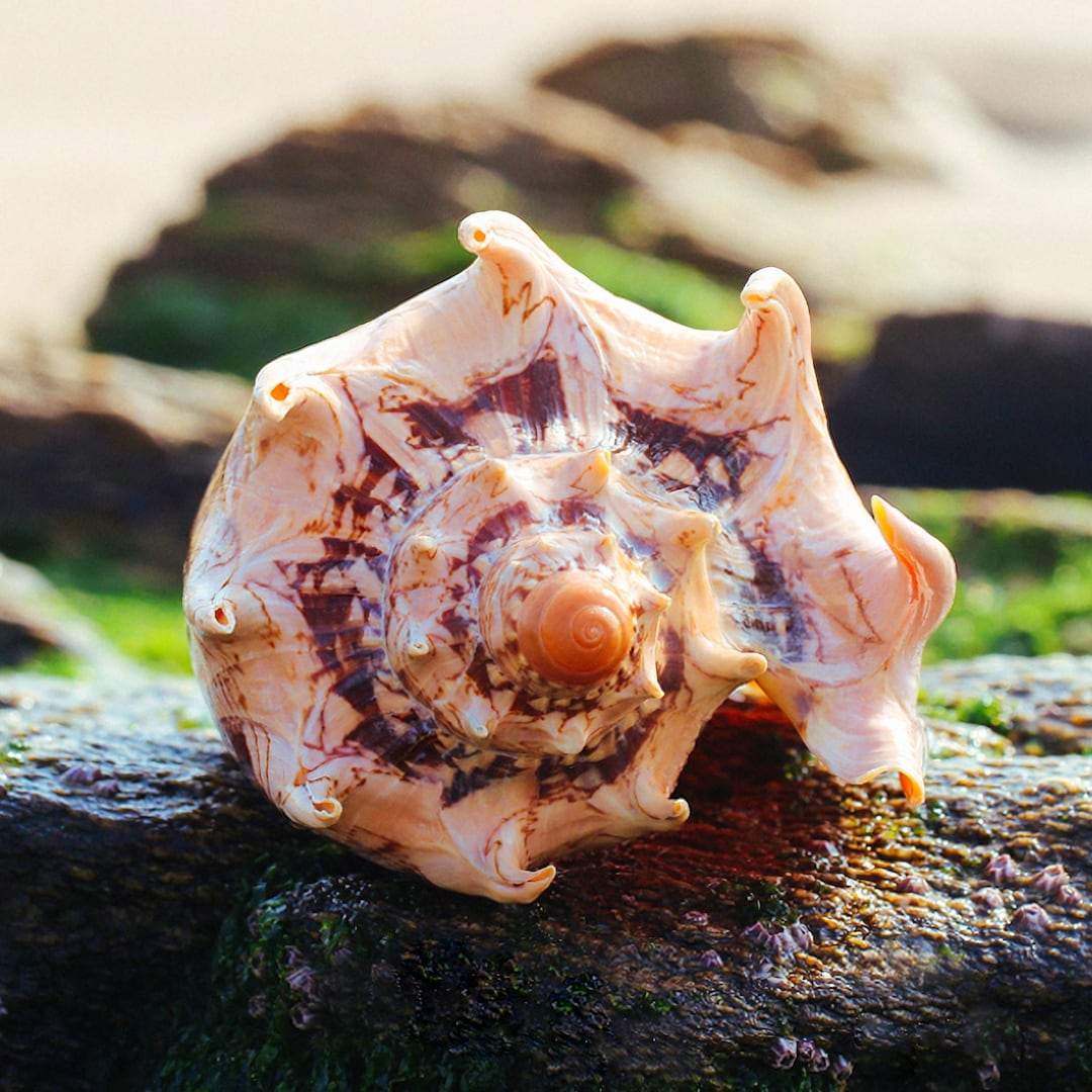 Natural Large Seashell, Large Conch, King's Crown, Sea Shell, Imperial ...