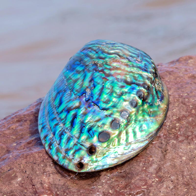 Blue Abalone Shell - Etsy
