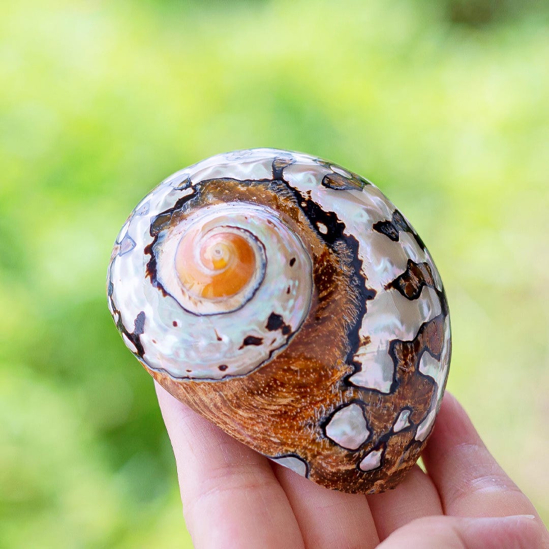 Natural Seashell, Conch, Turbo Shell, South African Turbo Shell, Spiral ...