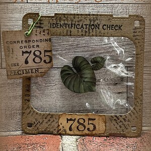 Vintage Style Specimen Cards for Junk Journals Scrapbooking and More ...