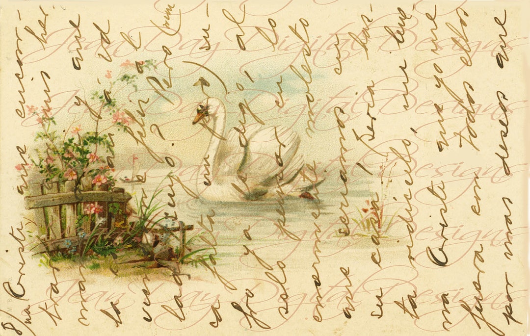 Spanish Script and Swan, Bird, Script European Postcard Instant Digital ...