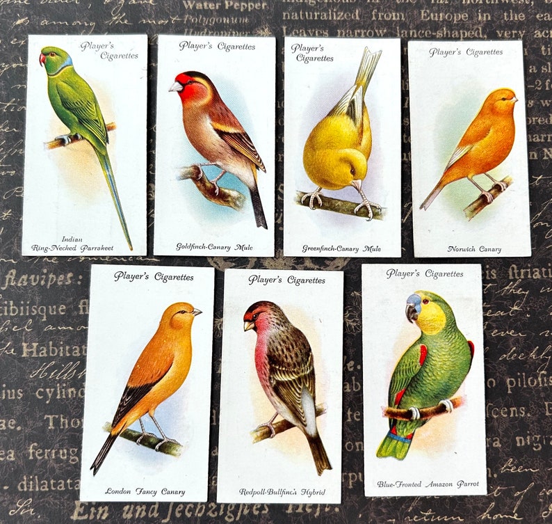 Player's Bird Cigarette Cards Aviary Cage Birds Ephemera Assemblage ...