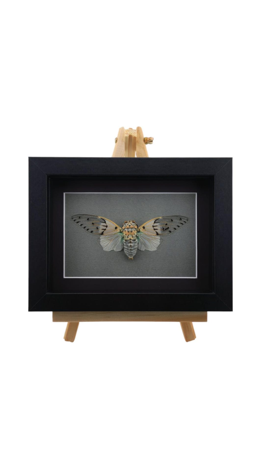 Real Ayuthia Spectibilis, Preserved Ghost Cicada in Frame Insect ...
