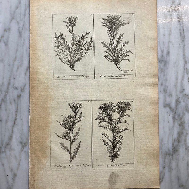 Plant Engraving - Etsy