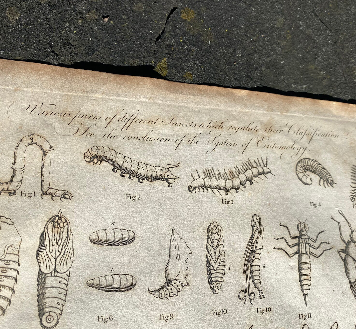 1794 Various Parts of Different Insects Which Regulate Their ...