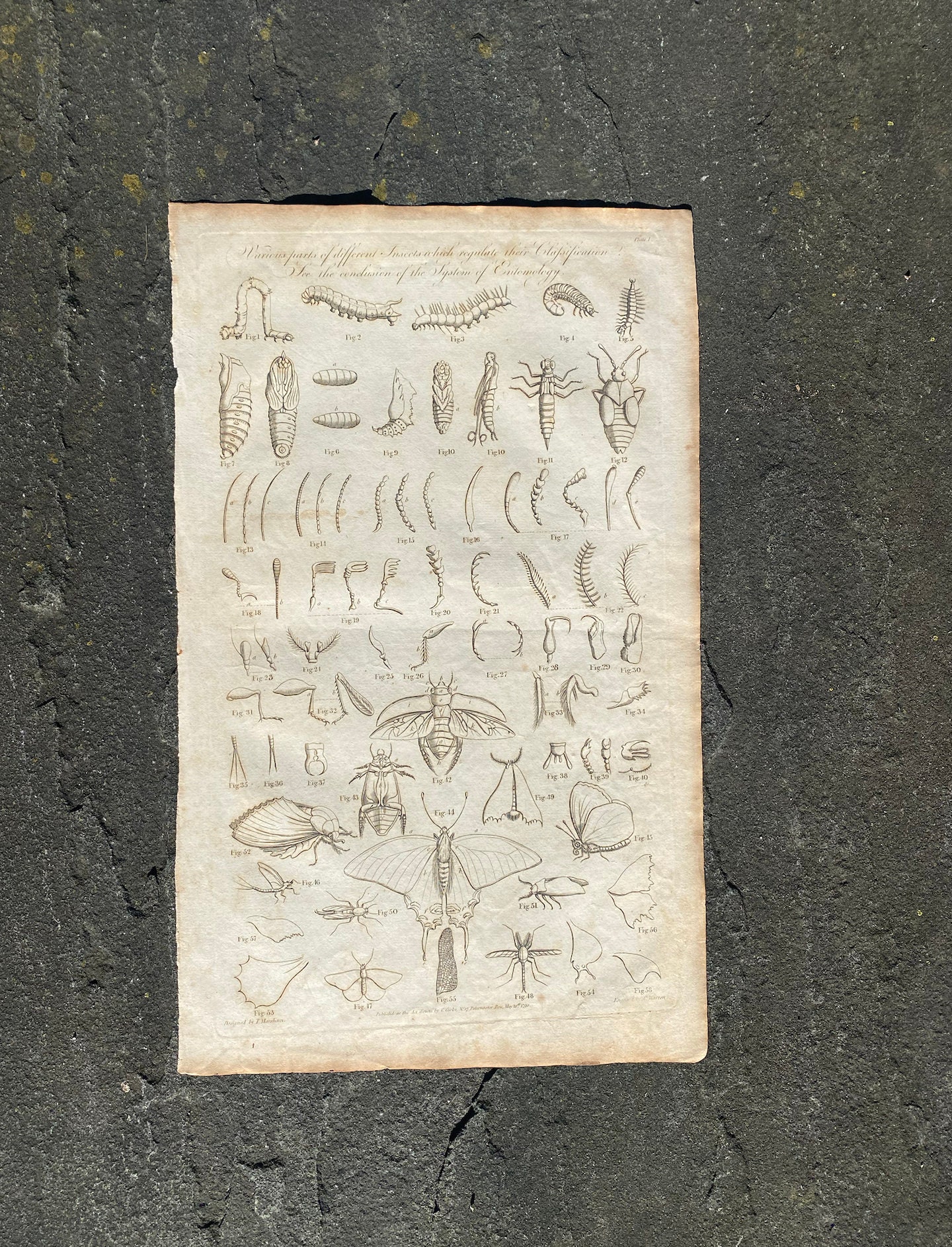 1794 Various Parts of Different Insects Which Regulate Their ...