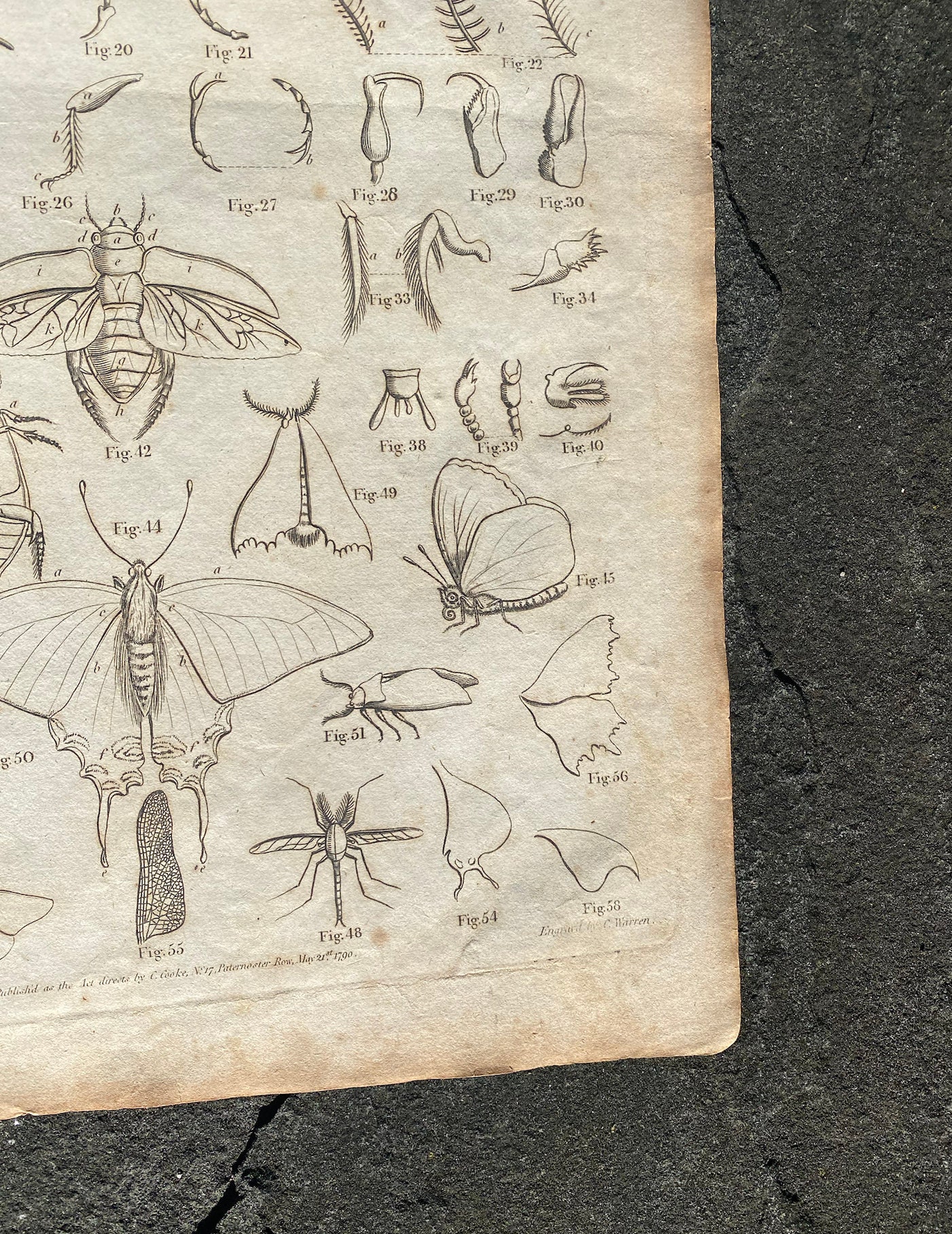 1794 Various Parts of Different Insects Which Regulate Their ...