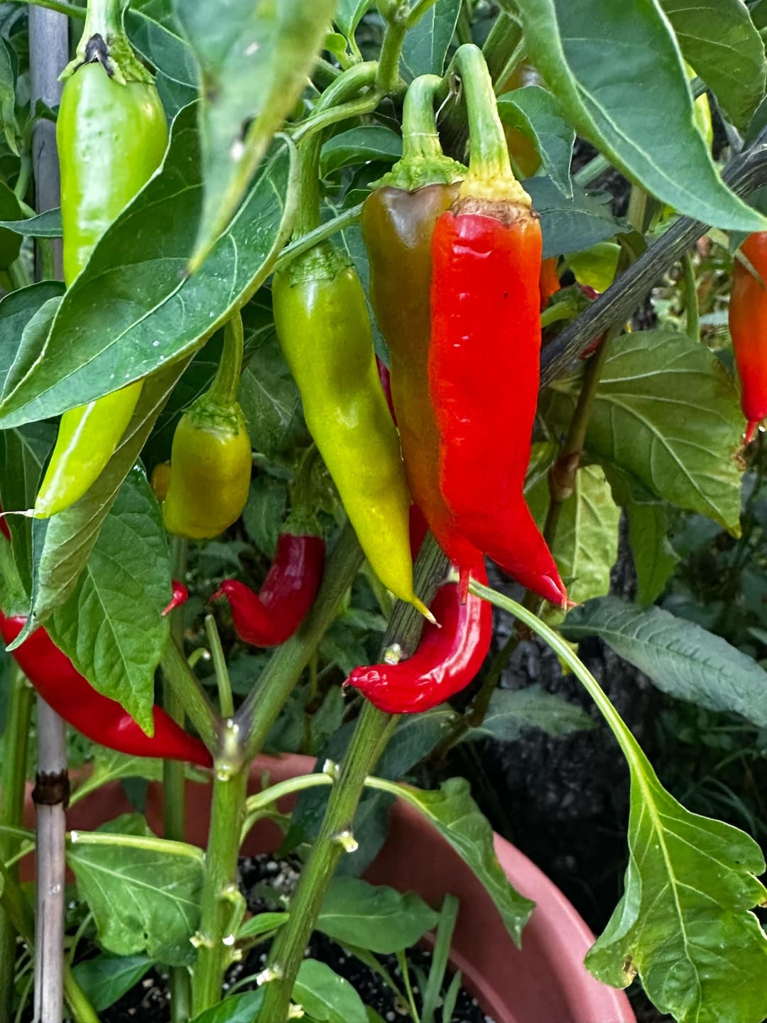 Vietnamese HOT Horn Chili Pepper Seeds, Ớt Ba Tri, Non GMO, 15 Seeds - Etsy