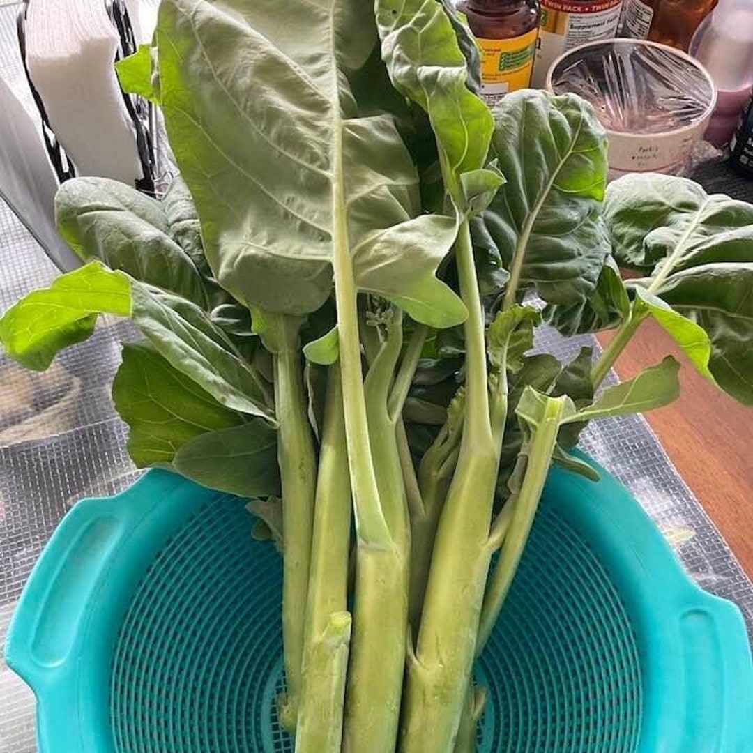 200+ Chinese Broccoli, Gai Lan, Chinese Kale Seeds, White-flowering ...